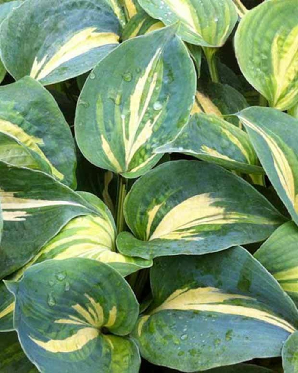 Hosta dream weaver, le pot / ø 9cm | Truffaut