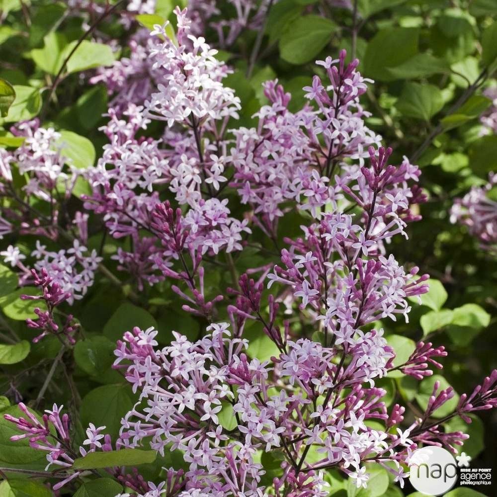 Syringa microphylla ' red pixie ': ctr 5 litres | Truffaut
