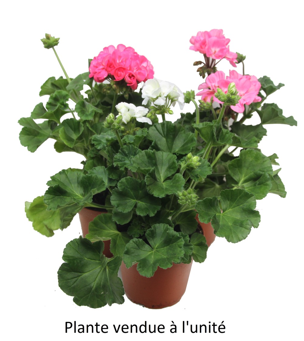 Geranium zonal standard pot 13 cm | Truffaut