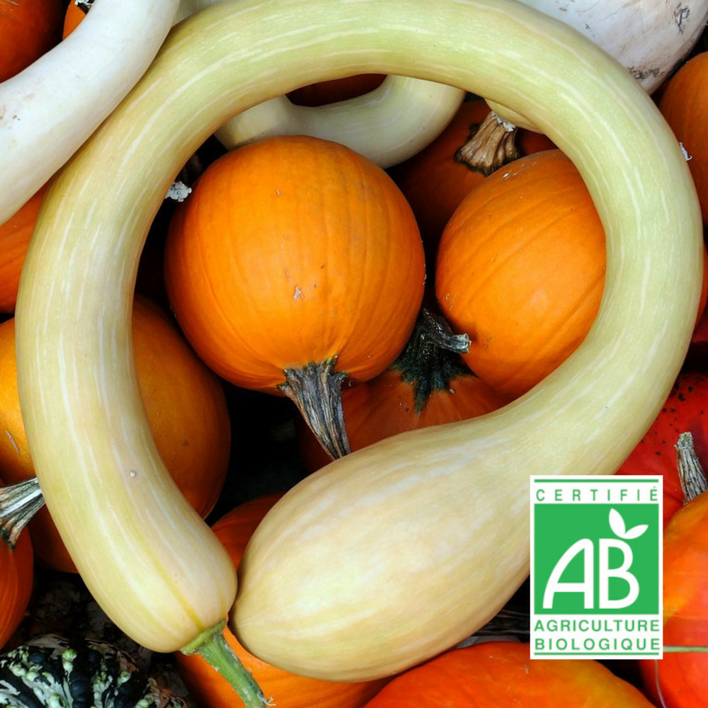 Graines de courge musquée longue de nice bio/[-]sachet | Truffaut