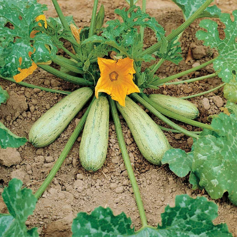 Courgette profusion - grisette de provence, le sachet / 2g / ±10 ...