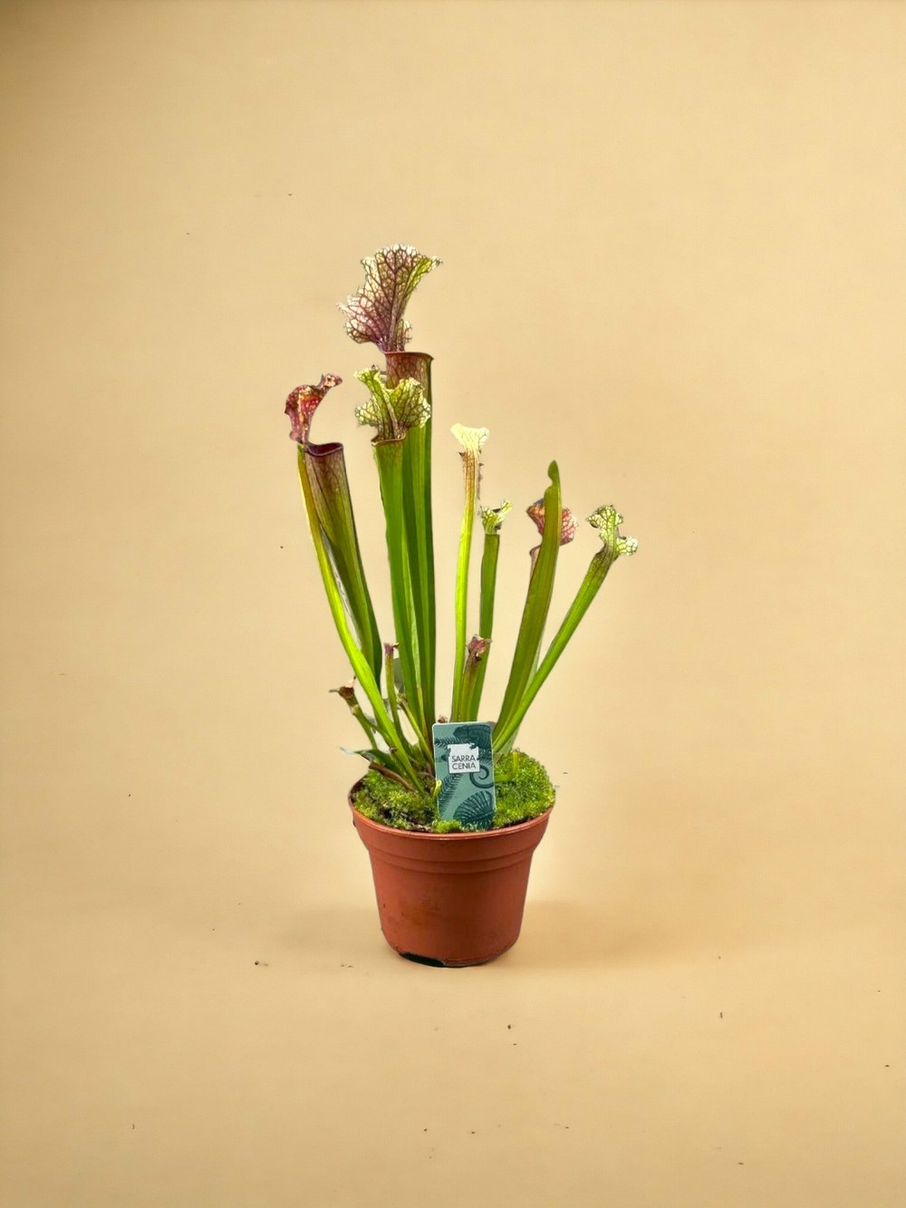 Plante d'intérieur - sarracenia juthatip soper 30cm - plante d ...