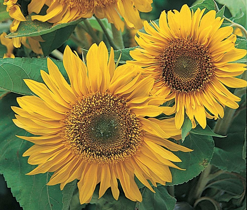 Soleil uniflorus giganteus - 3 g | Truffaut