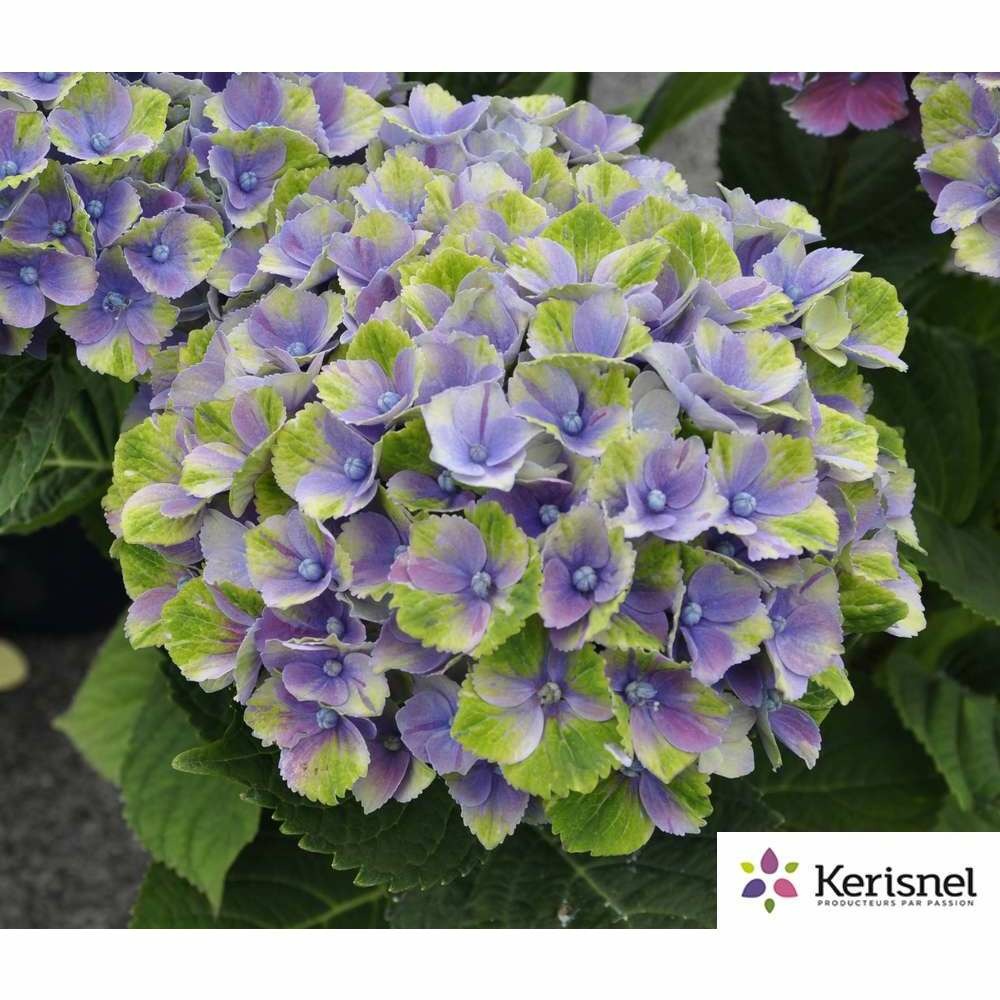 Hydrangea macrophylla magical® 'amethyst':bleu conteneur 25 litres ...