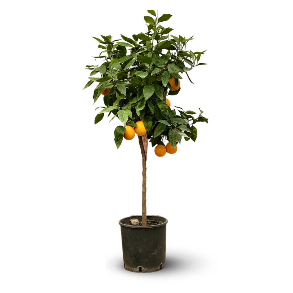 Oranger - agrume méditerranéen - arbre fruitier - ↕ 120-130 cm - ⌀ 24 ...