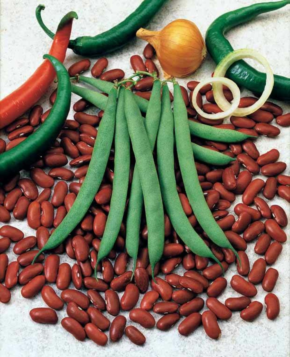 Haricot rouge canadian wonder, le sachet / 100g / ±70 graines | Truffaut