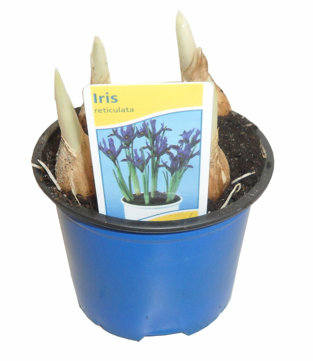 Iris pot 8 cm | Truffaut