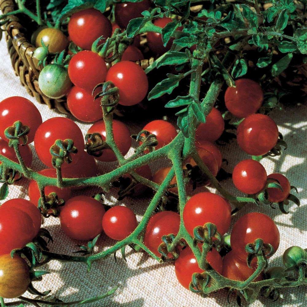 Tomate rosso cremlin f1 - type sweet 100, le sachet / ±50 graines ...