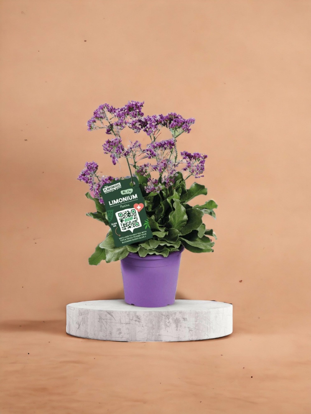 Statice limonium | Truffaut