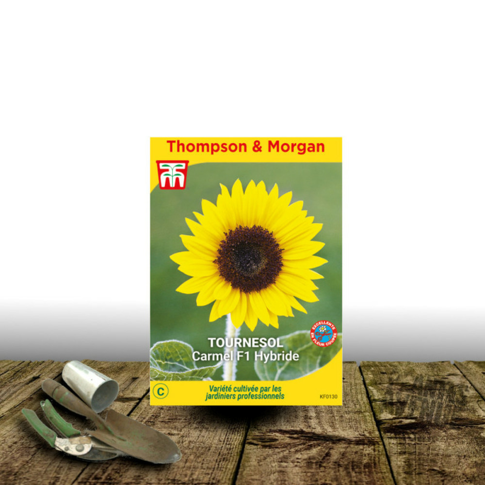 Graines de tournesol carmel - thomson & morgan sachet | Truffaut