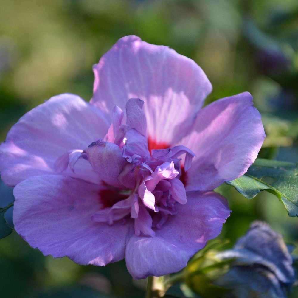 Hibiscus Althéa Ultramarine® Minultra Hibiscus Syriacus Ultramarine