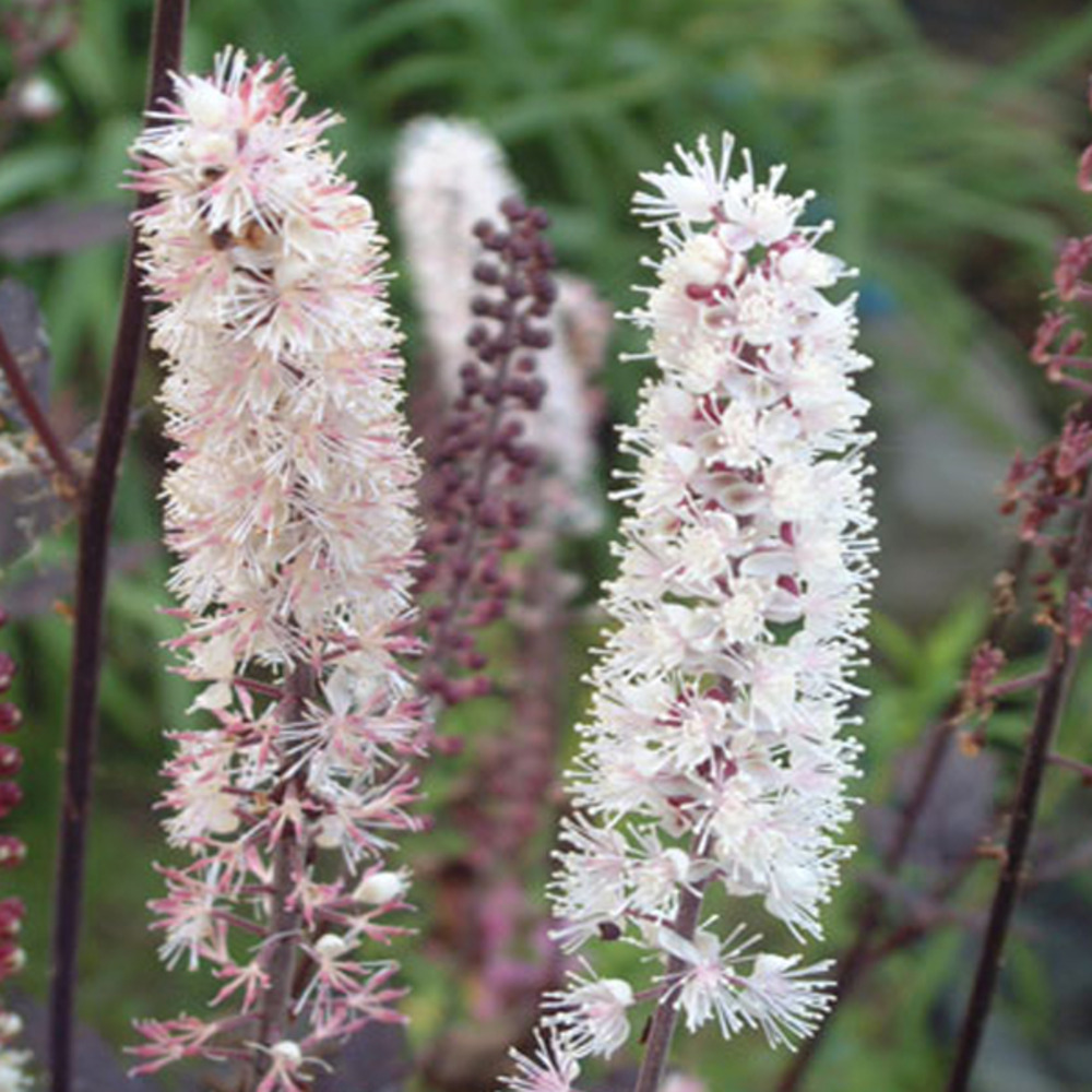 6 x bugbane 'pink spike' - actaea simplex 'pink spike' - godet 9cm x 9cm | Truffaut