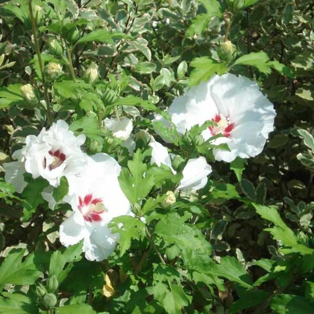 Mauve en arbre 'sup'heart' pot de 3l/4l | Truffaut