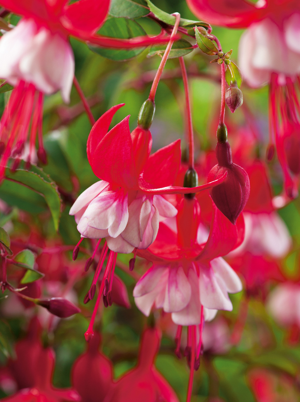 Fuchsia evita rouge et blanc - 3 godets plante annuelle | Truffaut