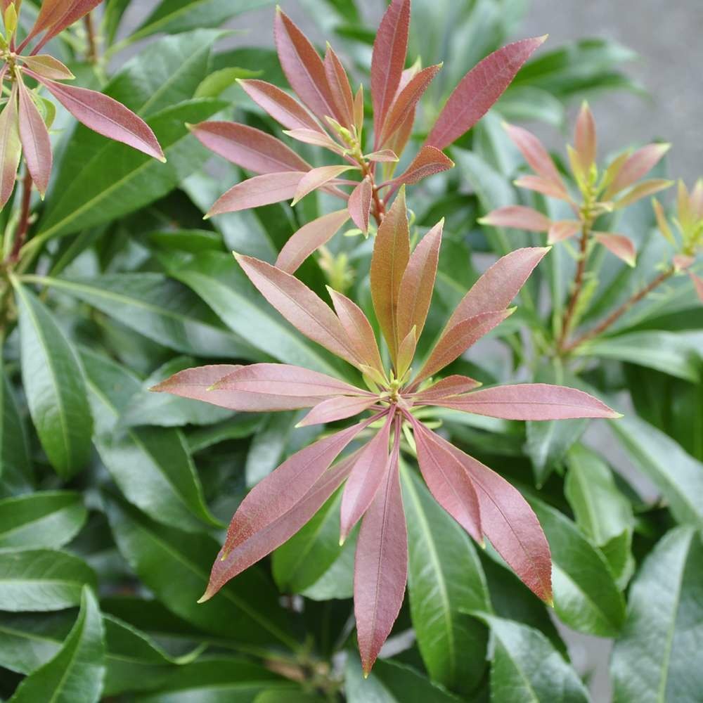 Pieris japonica 'red mill' : 7.5 litres | Truffaut