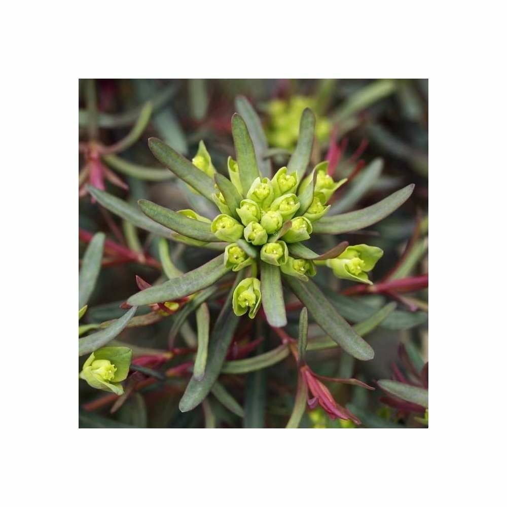 Euphorbia cyparissias 'fens ruby':pot 4l | Truffaut
