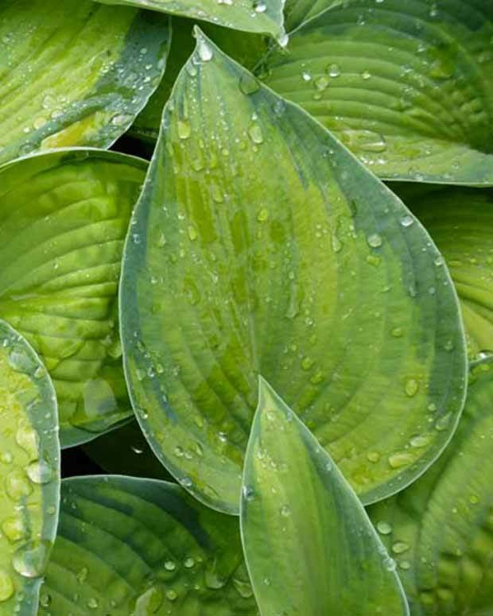 Hosta bright lights, le pot / ø 9cm | Truffaut