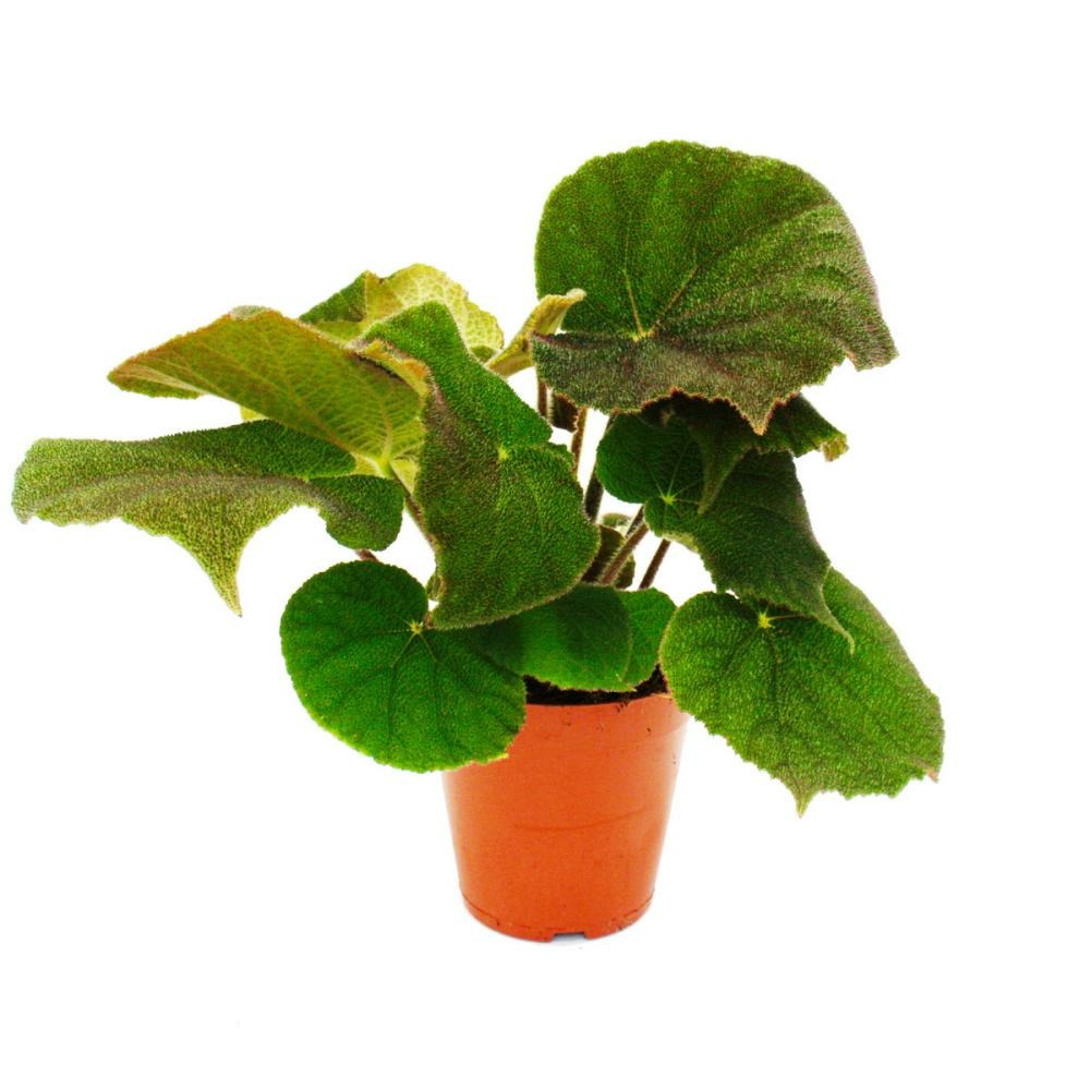 Feuille begonia - begonia masoniana jungle - feuilles vertes - pot 15cm ...