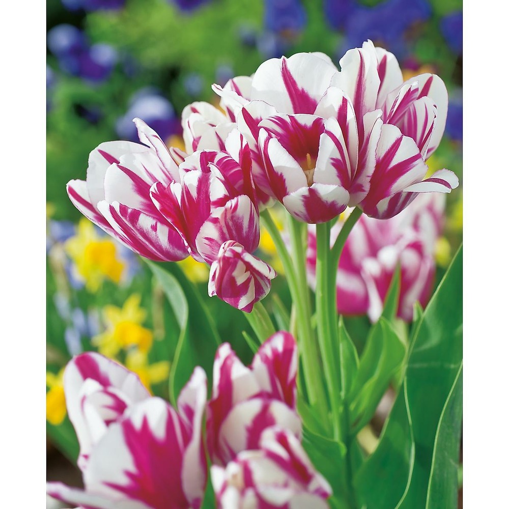 Tulipe plurif flaming club - 10 bulbes | Truffaut