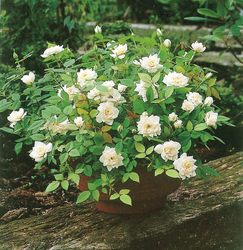 Rosier miniature intergant blanc | Truffaut