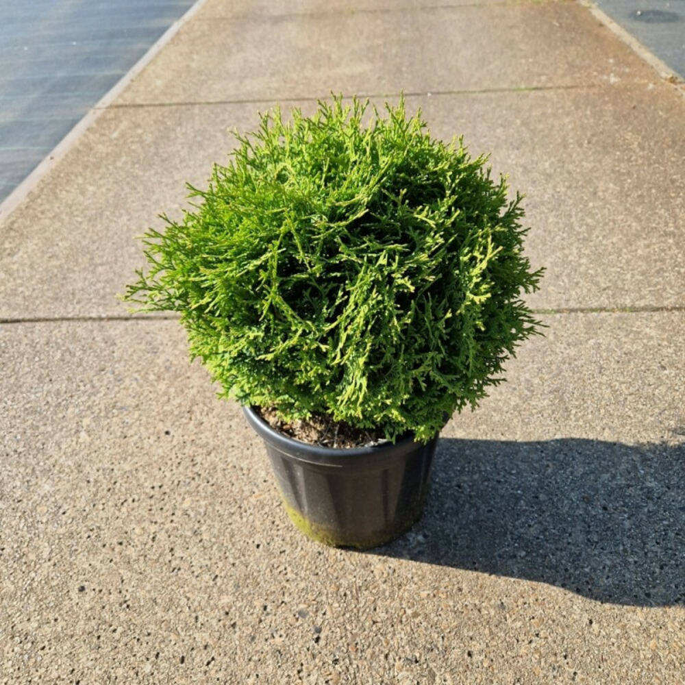 Thuya occidental tiny tim - thuja occidentalis tiny tim 25/30cm pot 8l ...