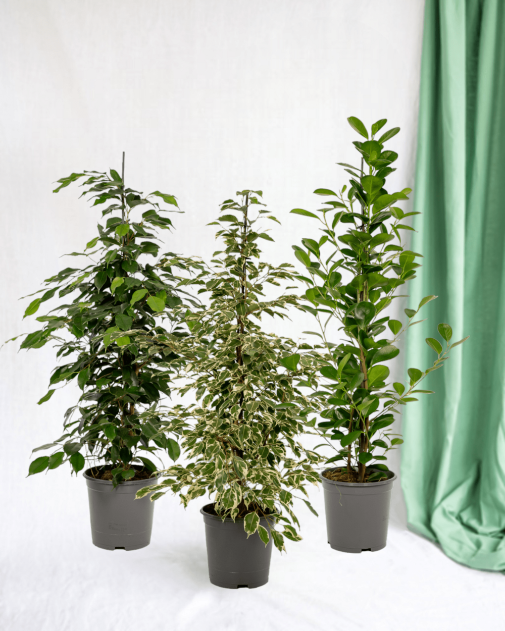 Plante d'intérieur - trio de ficus benjamina microcarpa 95cm | Truffaut