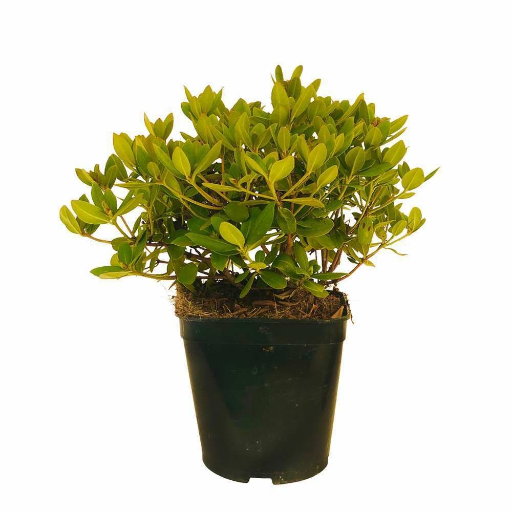 Rhododendron tortoise shell : c.4l | Truffaut