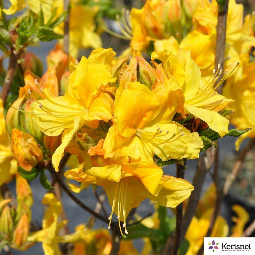 Azalea mollis 'goldstuck':pot 15l | Truffaut