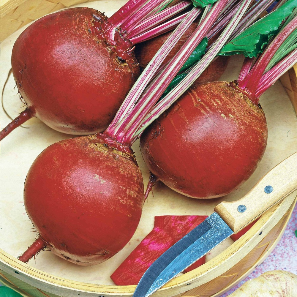 Betterave rouge de détroit 5 race loki, le sachet / 5g / ±200 graines ...