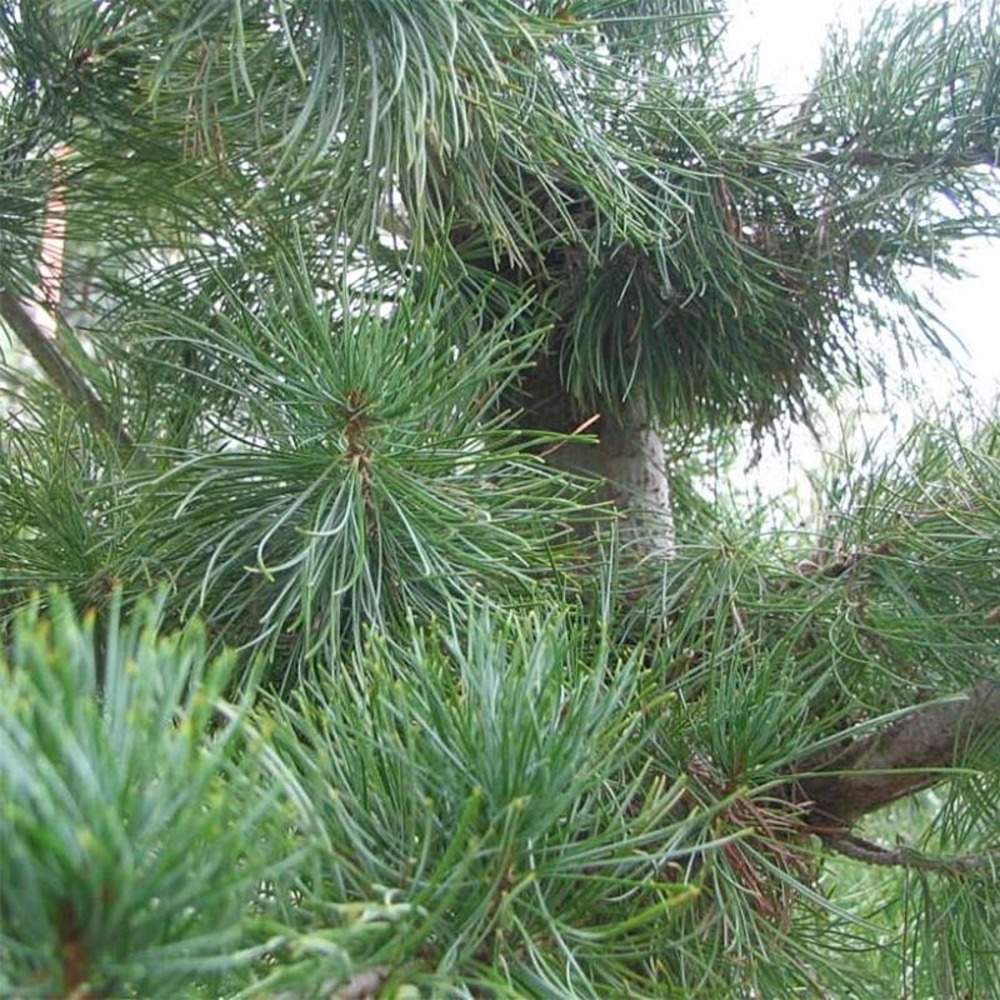 Pin blanc des japonais 'glauca' pot de 4l/5l | Truffaut