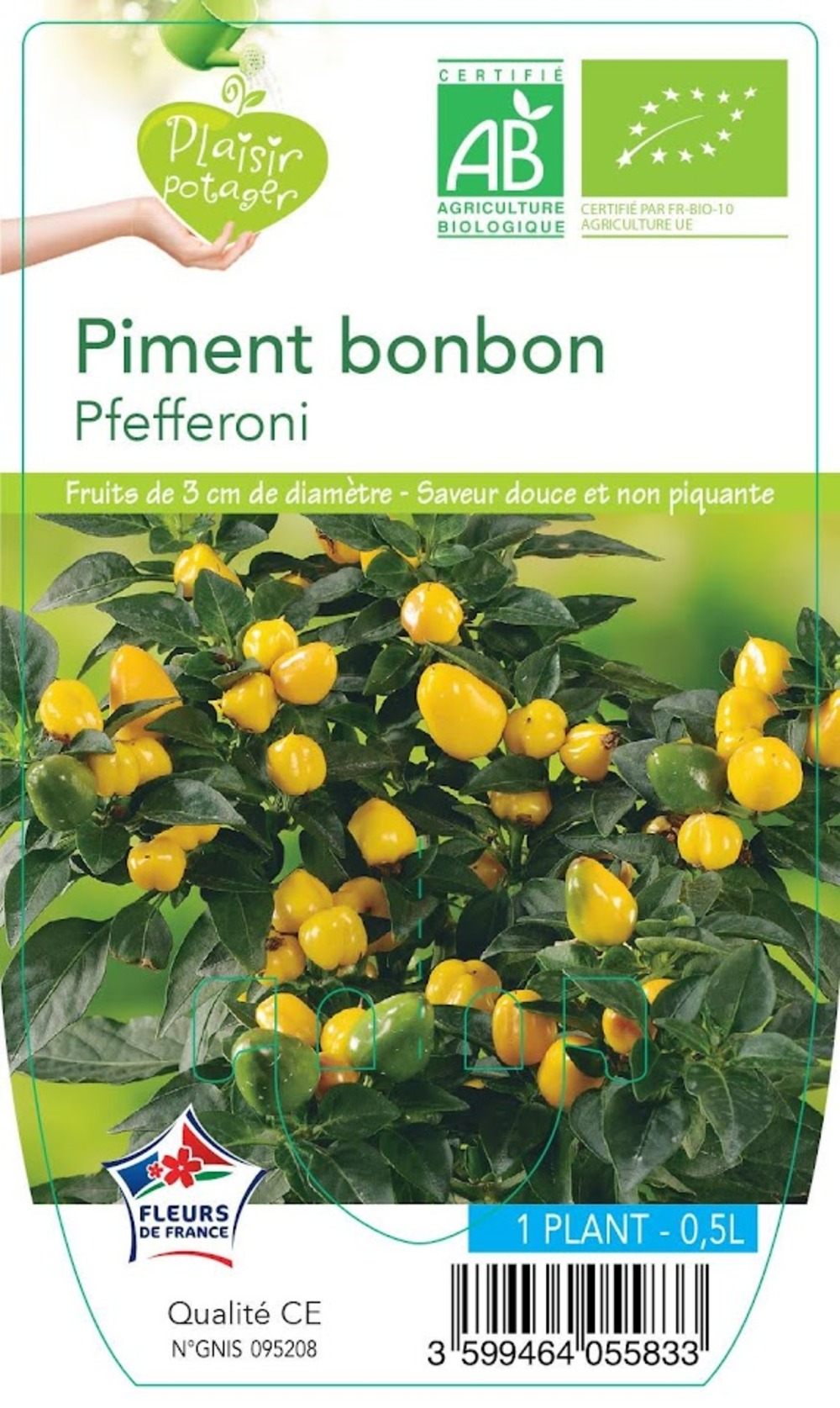 Piment bonbon pfefferoni -plant ab en pot 0.5 l- plante du jardin ...