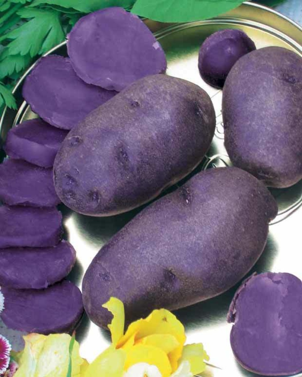 Collection de 45 pommes de terre : rouge de flandre, sirtema, bleue d ...