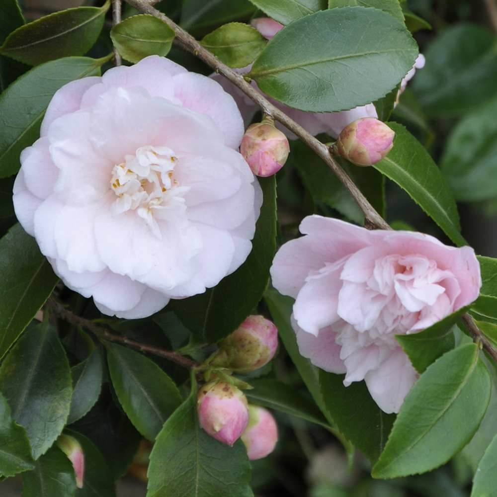 Camelia japonica sweet emily kate : c.7,5l | Truffaut