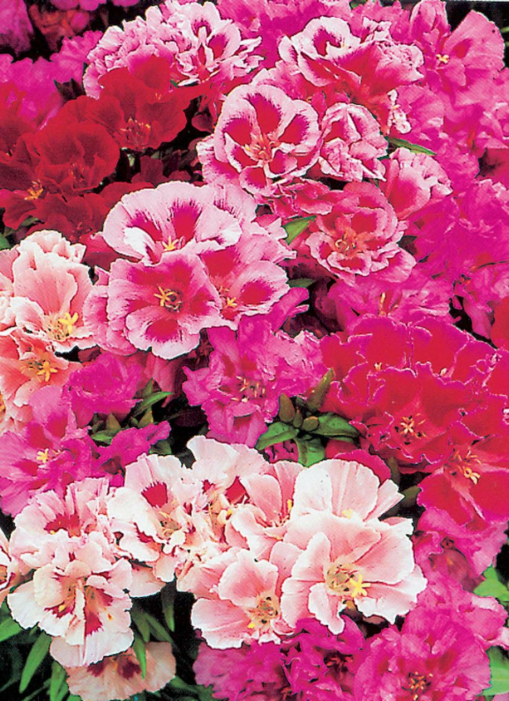 Godetia grand double - 1 g | Truffaut