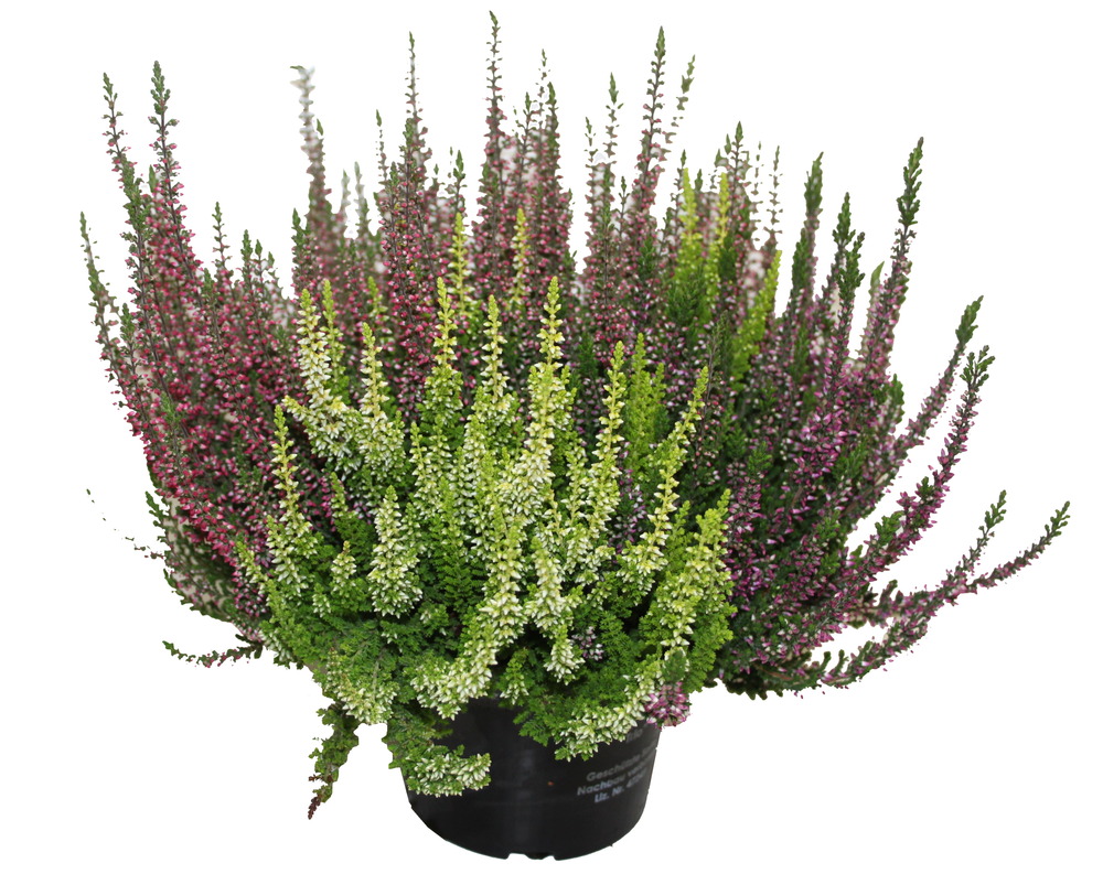 Bruyere calluna tricolore garden girls mix p12cm | Truffaut