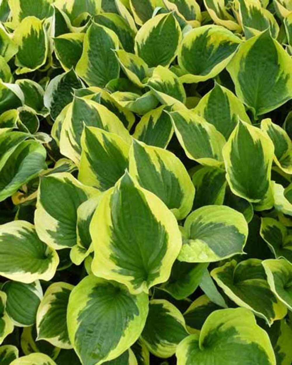 Hosta twilight, le pot / 3l | Truffaut