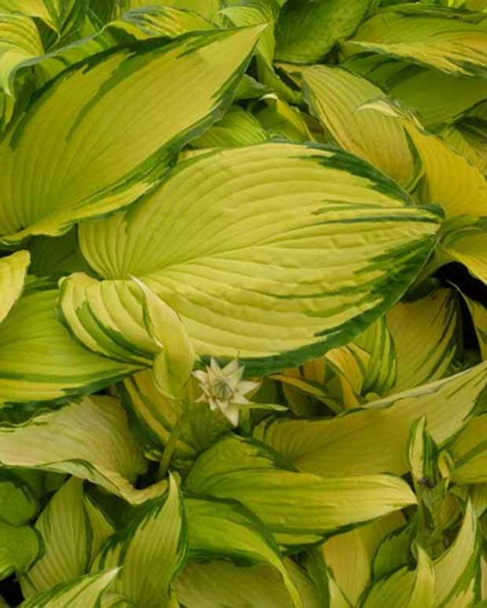 Hosta on stage funkia - le pot / 3l | Truffaut