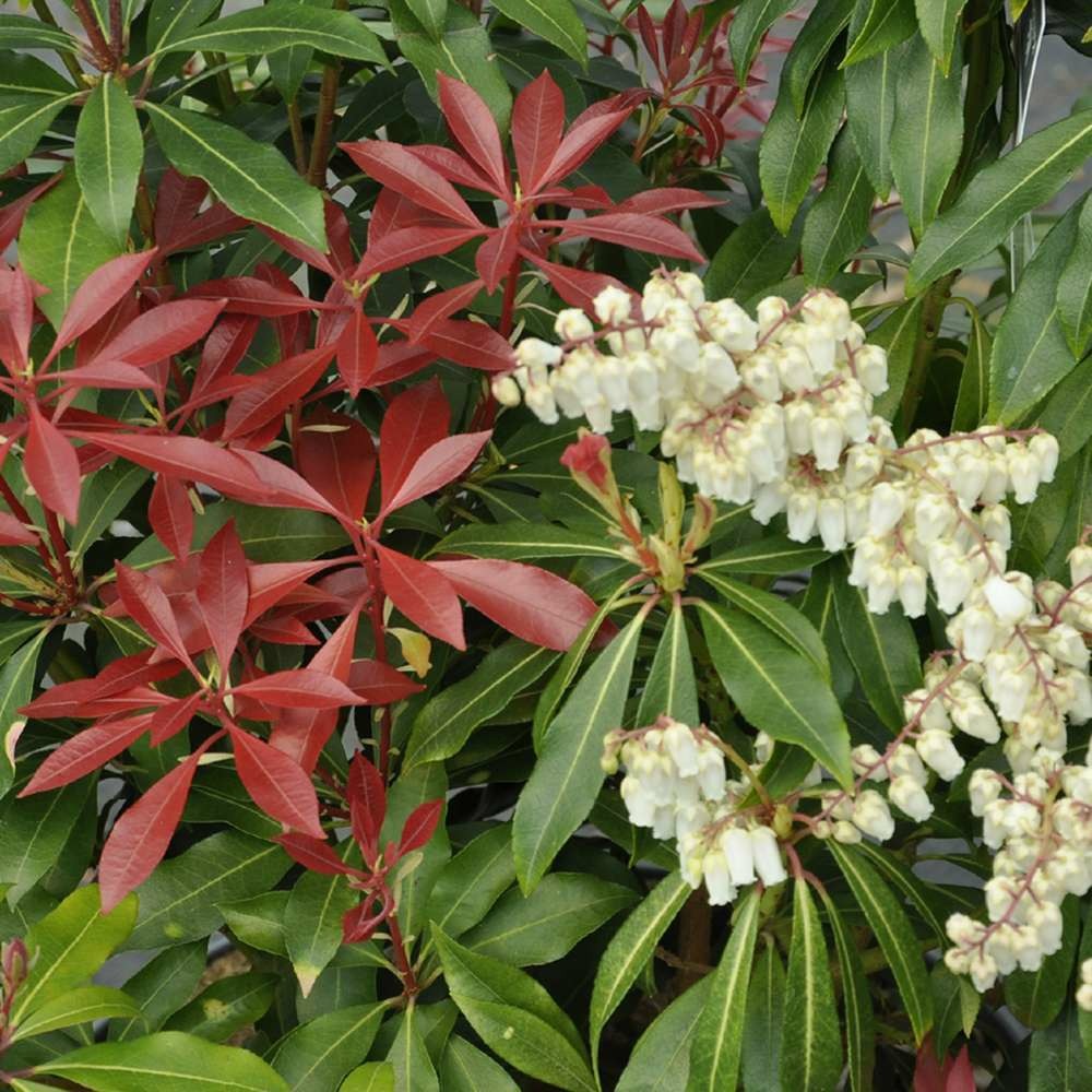 Pieris japonica ' mountain fire ' : 2l | Truffaut