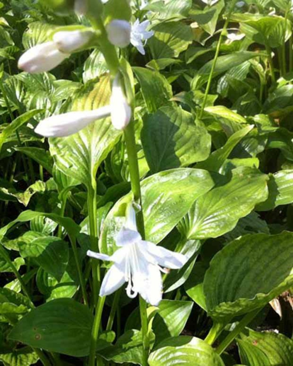Hosta royal standard - le pot / 3l | Truffaut