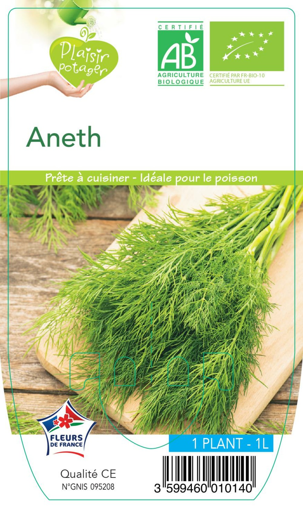 Aneth officinale -plante ab pot 1l - plant d'aromatique du jardin ...