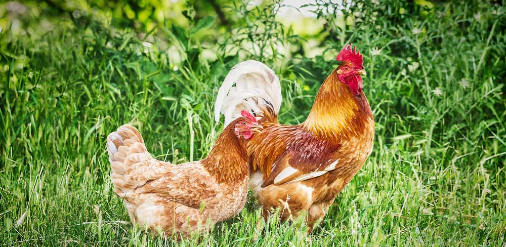 Quelle race de poule choisir ? | Truffaut