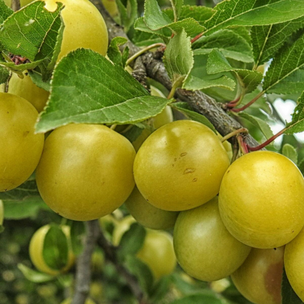 Prunier nain goldust® 'courod'/[-]pot de 6l - 40/80 cm | Truffaut