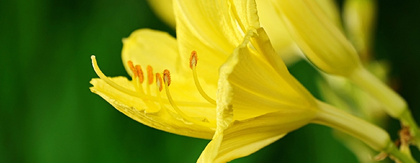 Comment entretenir le Lys | Truffaut