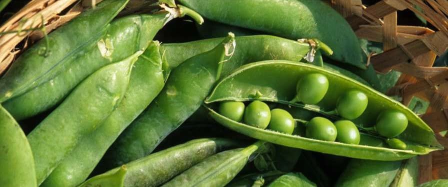 Petit pois : variétés, plantation et culture | Truffaut