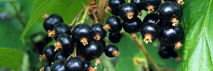 Comment planter et entretenir un cassissier | Truffaut
