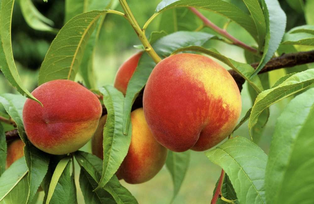 Comment planter entretenir un pêcher | Truffaut