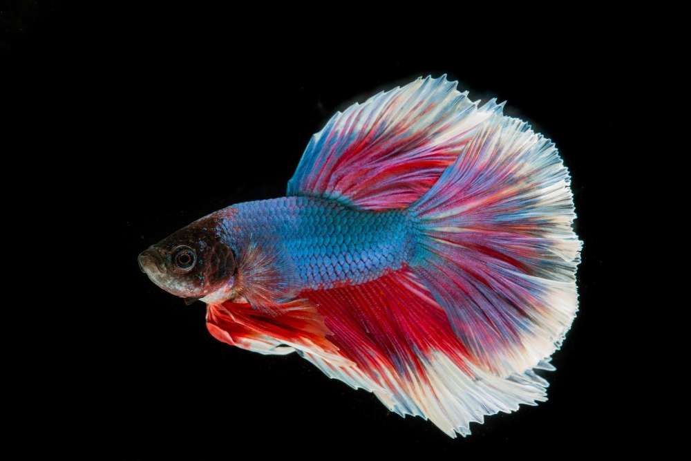 Poissons combattants : caractère et mode de vie | Truffaut