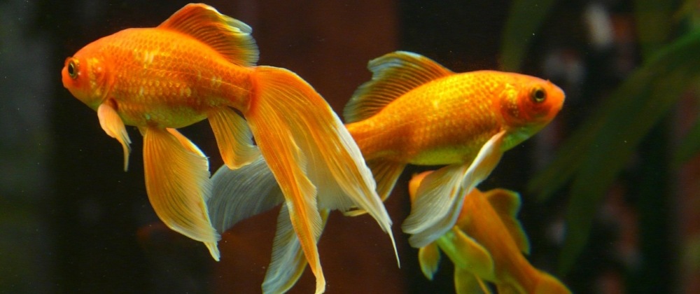 Poissons japonais : le charme des nageoires voiles | Truffaut