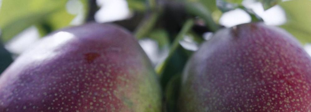Poiriers : quelles variétés choisir ? | Truffaut Poiriers : quelles variétés choisir ? | Truffaut