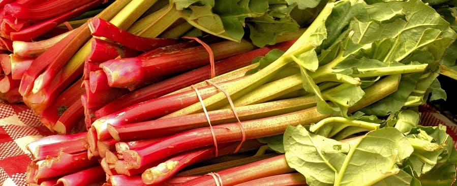 Comment planter et entretenir la rhubarbe | Truffaut Comment planter et entretenir la rhubarbe | Truffaut